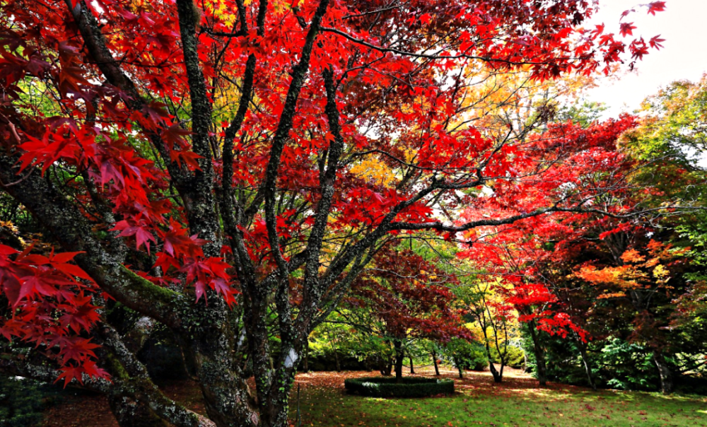 Escape to the Secret Gardens of Mount Wilson (NSW) - Postcards From Silvia